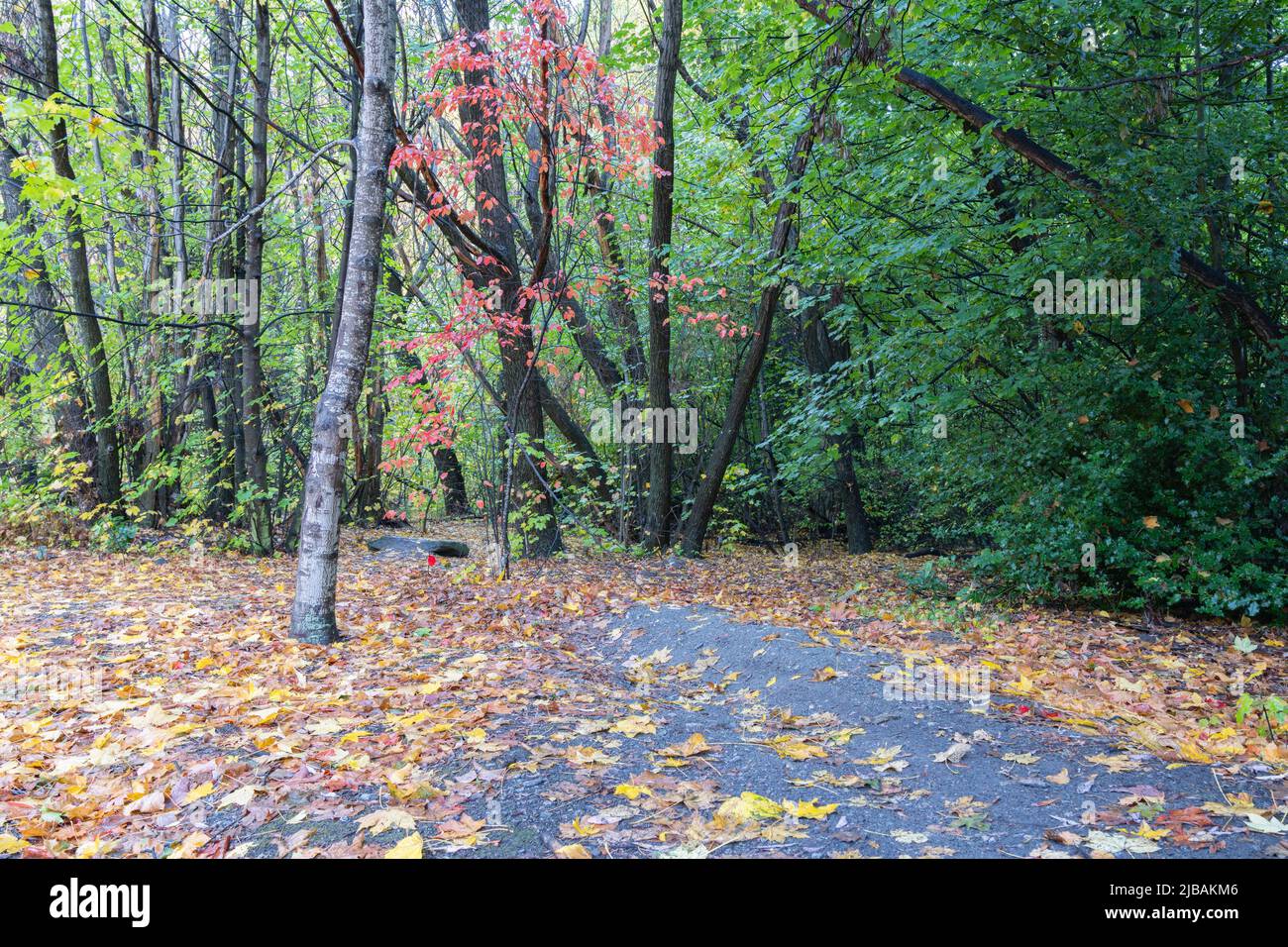 Autumn color foliage lines Tobins Track walk along Arrow River ...
