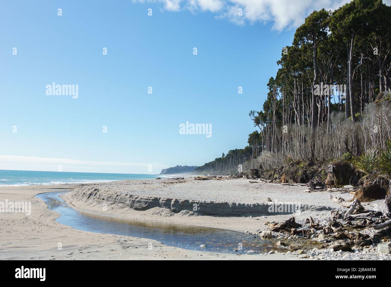 Tall rimu trees line beach at Bruce Bay on West Coast of South Island ...