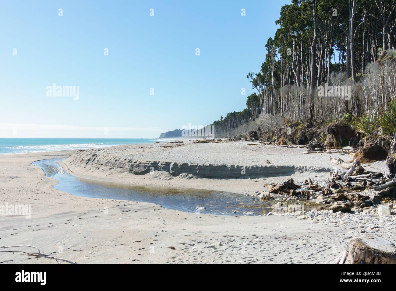 Tall rimu trees line beach at Bruce Bay on West Coast of South Island ...