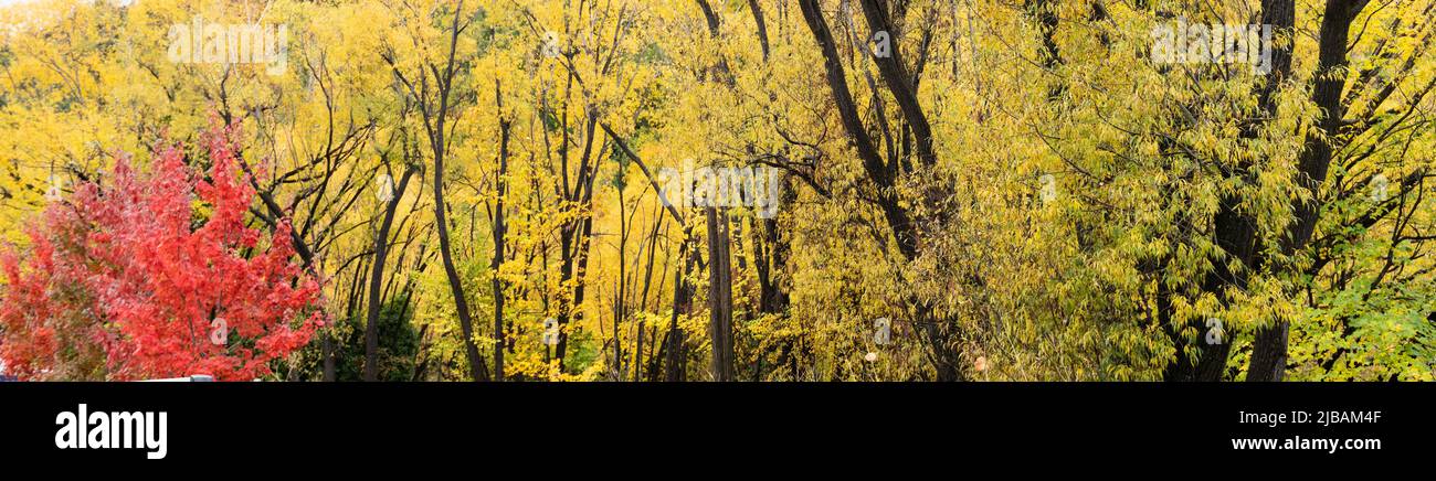 Autumn colours in Arrowtown banner shape, Queenstown New Zealand Stock ...