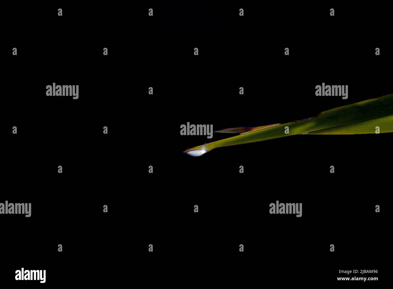 New zealand shrub hi-res stock photography and images - Alamy