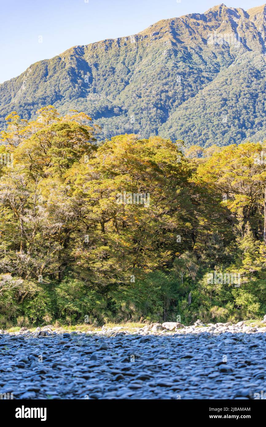 Blue sky above green mountains and golden leaves of beech trees beside ...