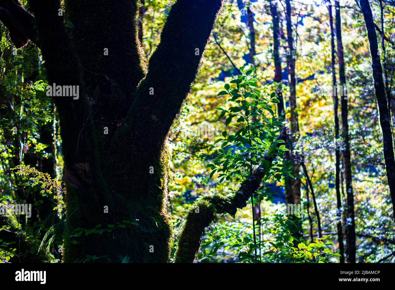 Silhouette tree trunk and green and gold foliage back-lit by sun in New ...