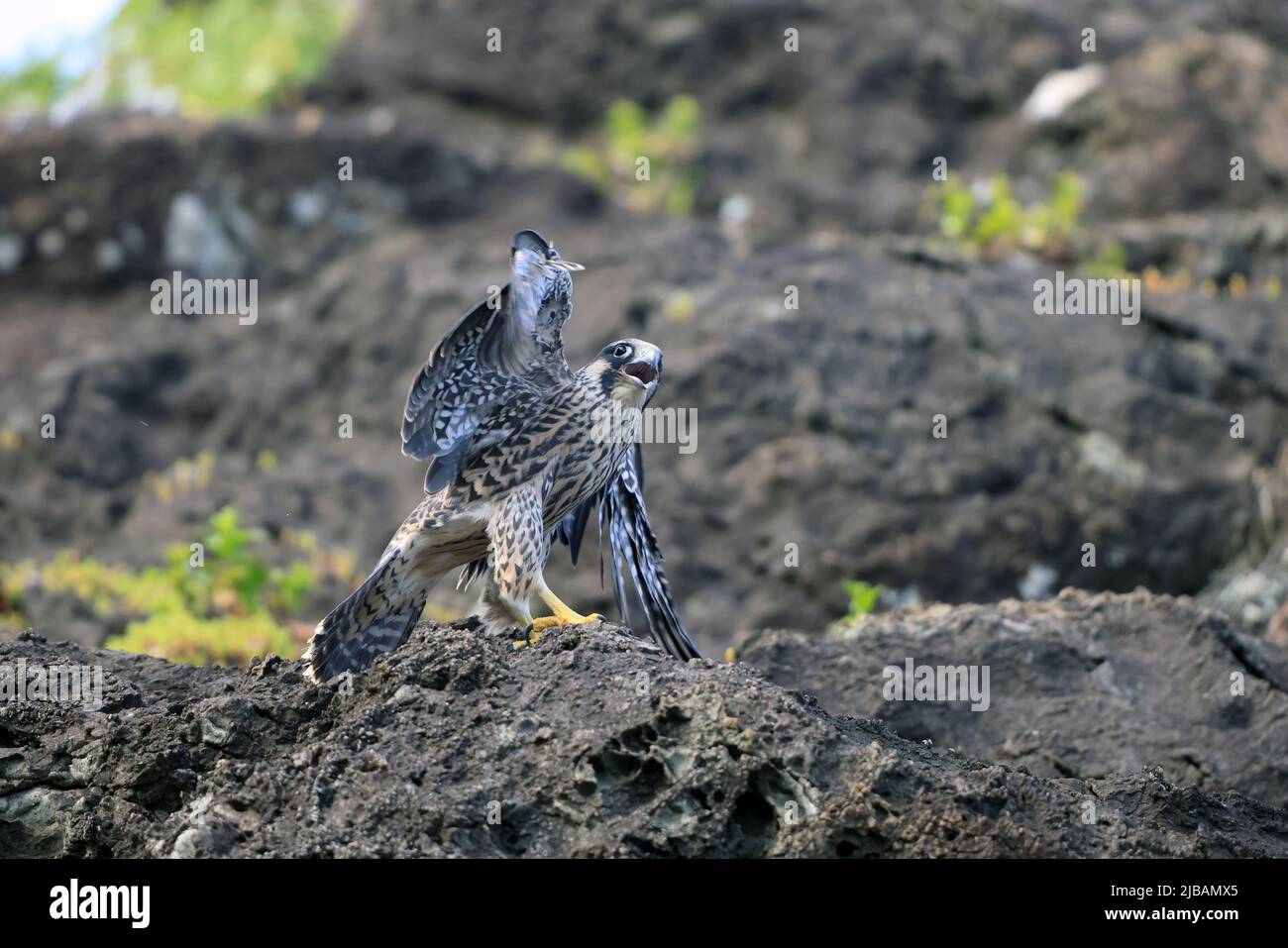 Peregrine Falcon (Falco peregrinus) in Japan Stock Photo - Alamy