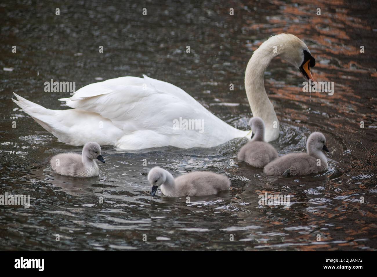 Swan and Cygnets Stock Photo - Alamy