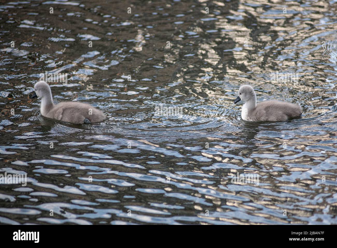 Cygnets swimming hi-res stock photography and images - Alamy