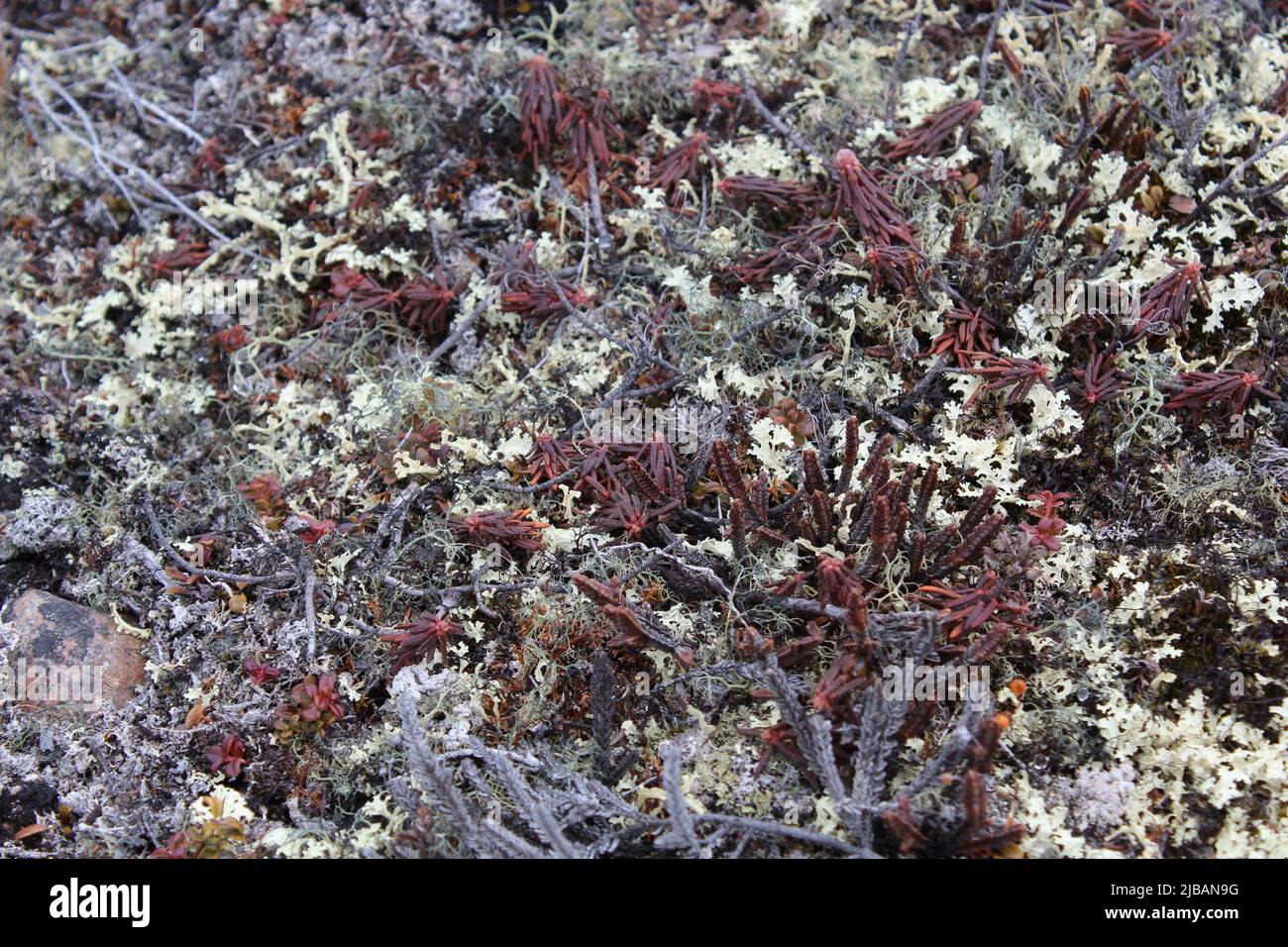 Arctic tundra in Iqaluit, Nunavut, Canada Stock Photo - Alamy