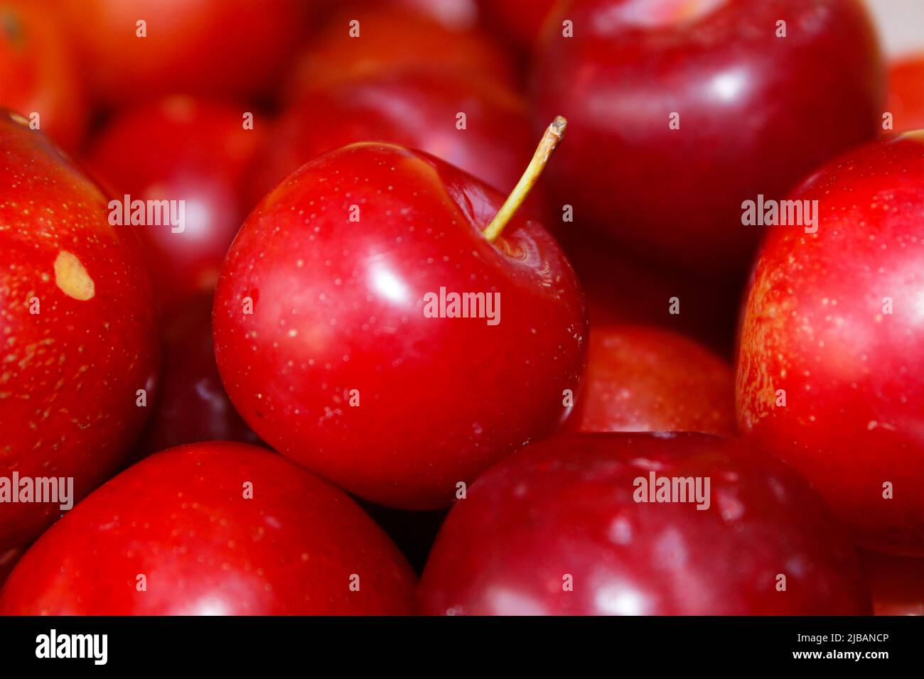 Green cherry plum hi-res stock photography and images - Alamy