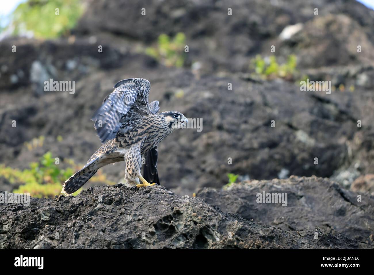 Peregrine Falcon (Falco peregrinus) in Japan Stock Photo - Alamy