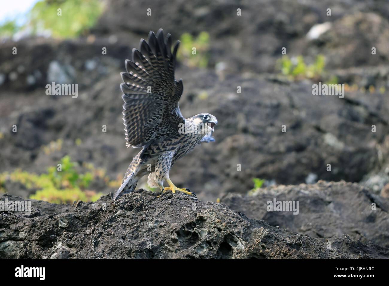 Peregrine Falcon (Falco peregrinus) in Japan Stock Photo - Alamy