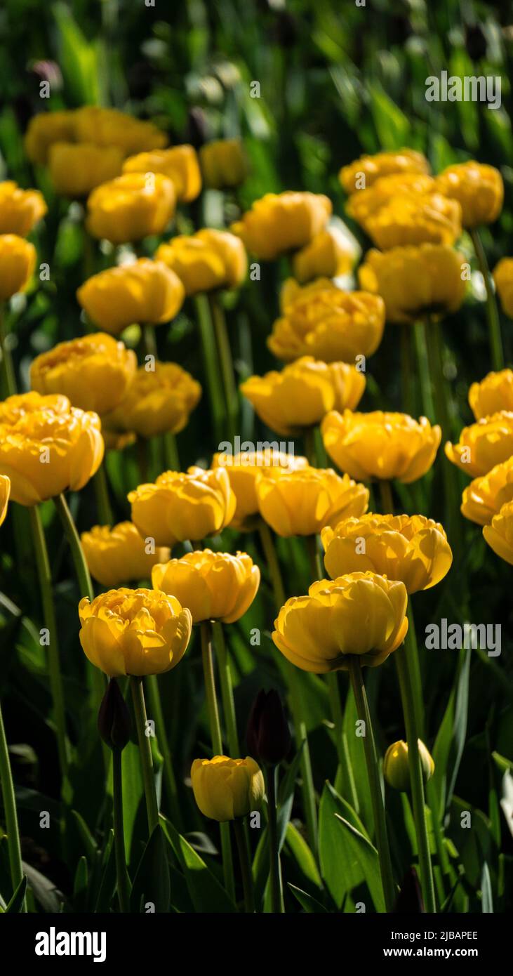 a bright tulip. spring flower. floral background for the screensaver ...