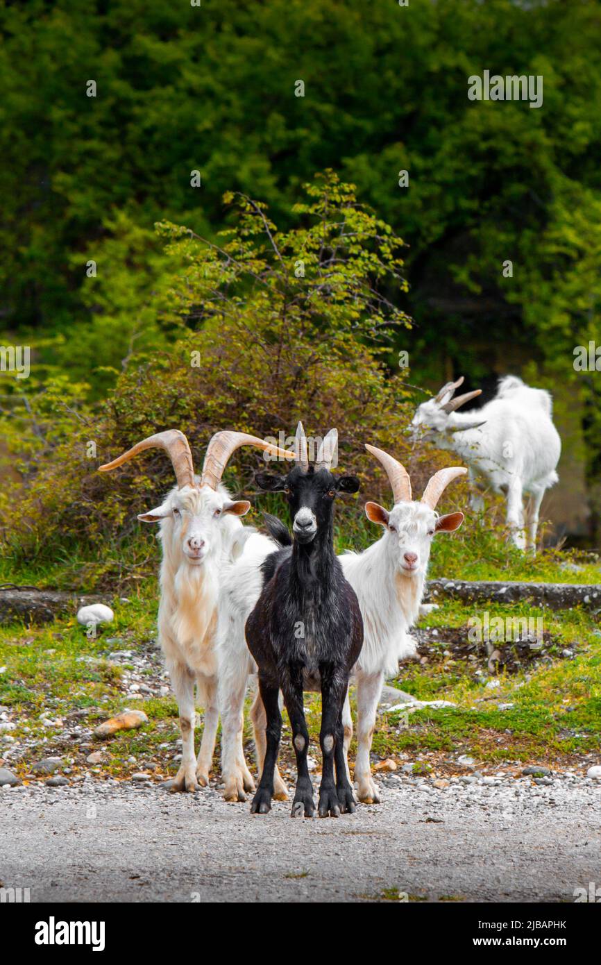 Lots of goats on the road Stock Photo - Alamy