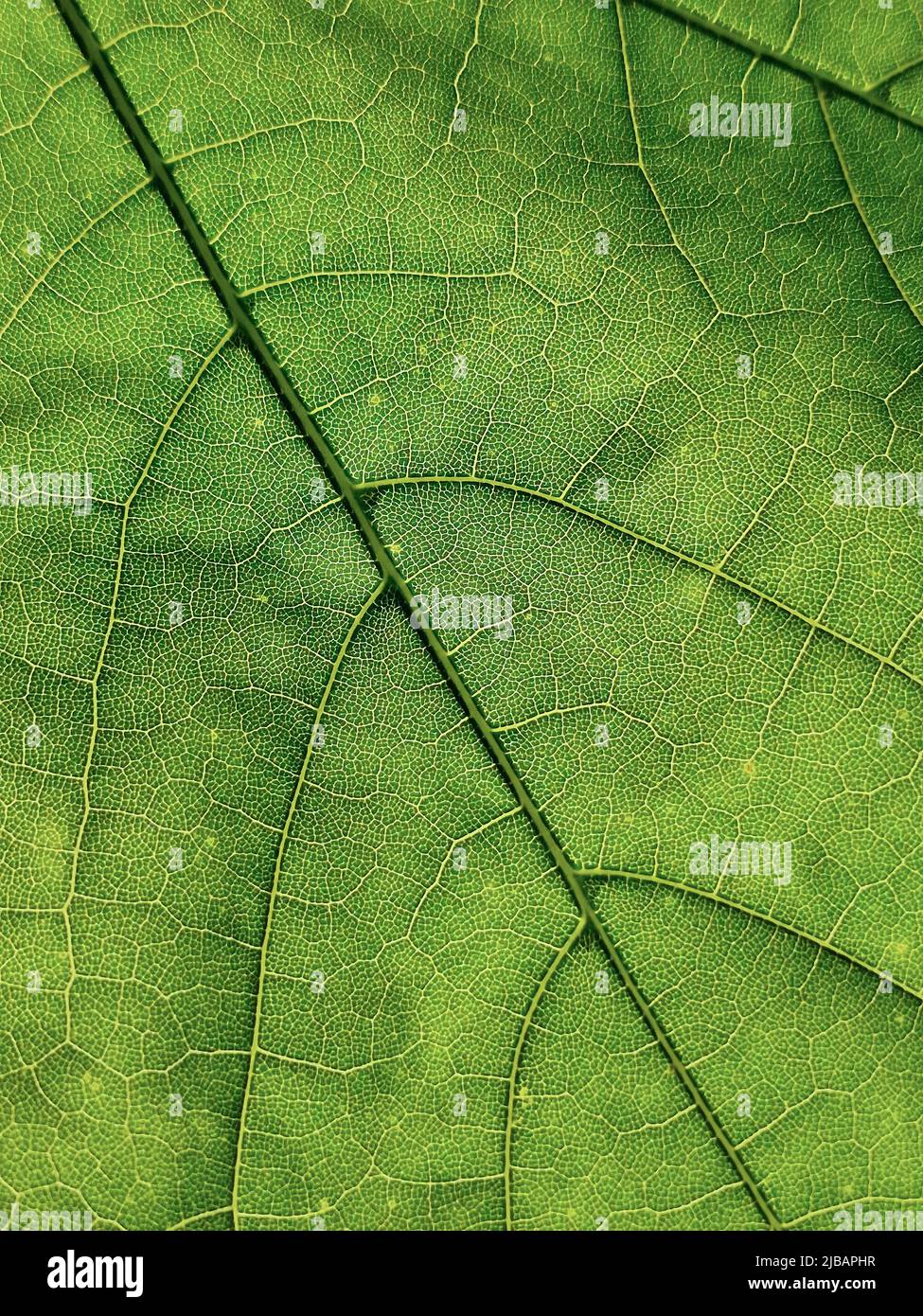 Macro close up of veins structure and internal patterns of green maple ...