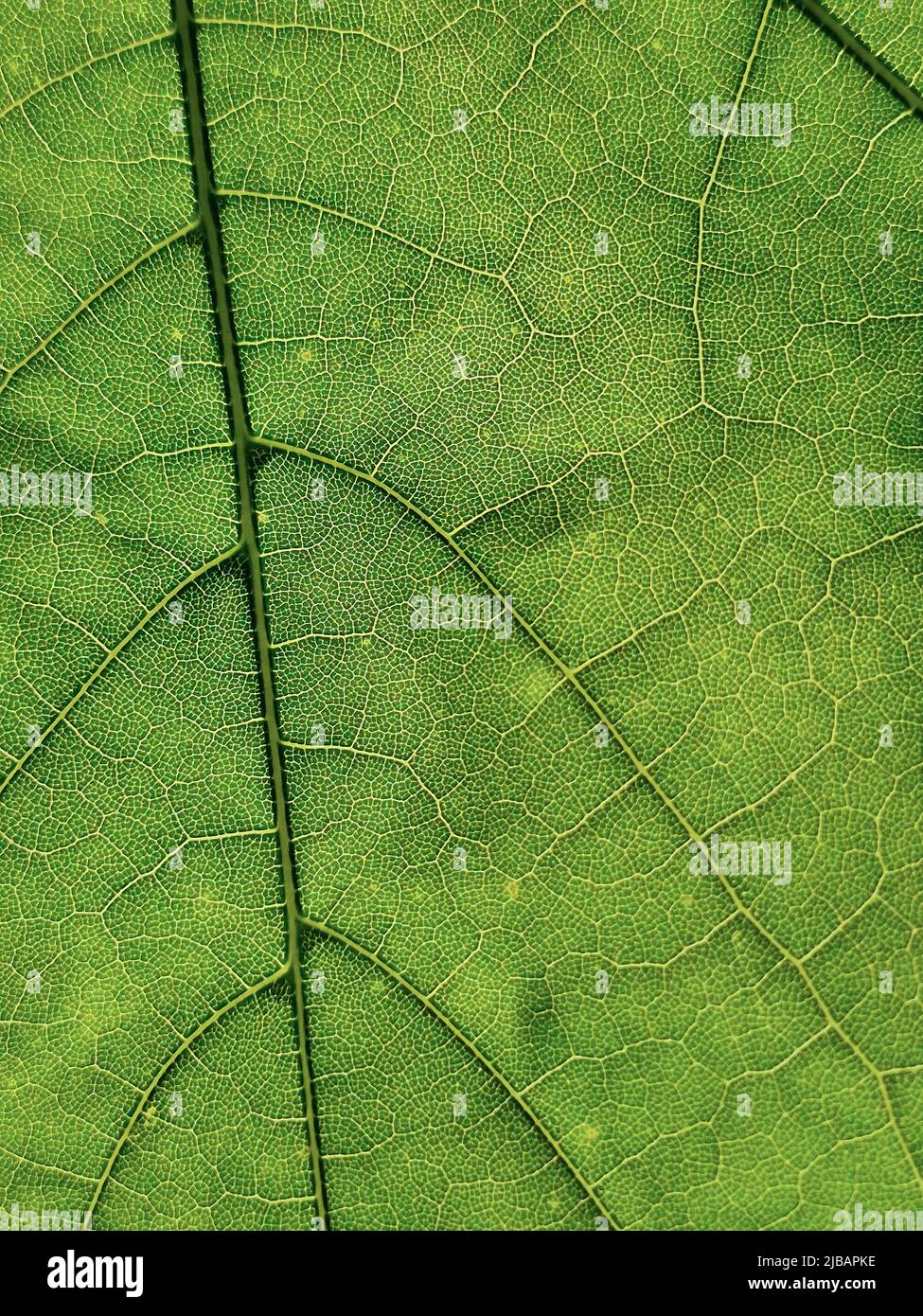 Macro close up of veins structure and internal patterns of green maple ...