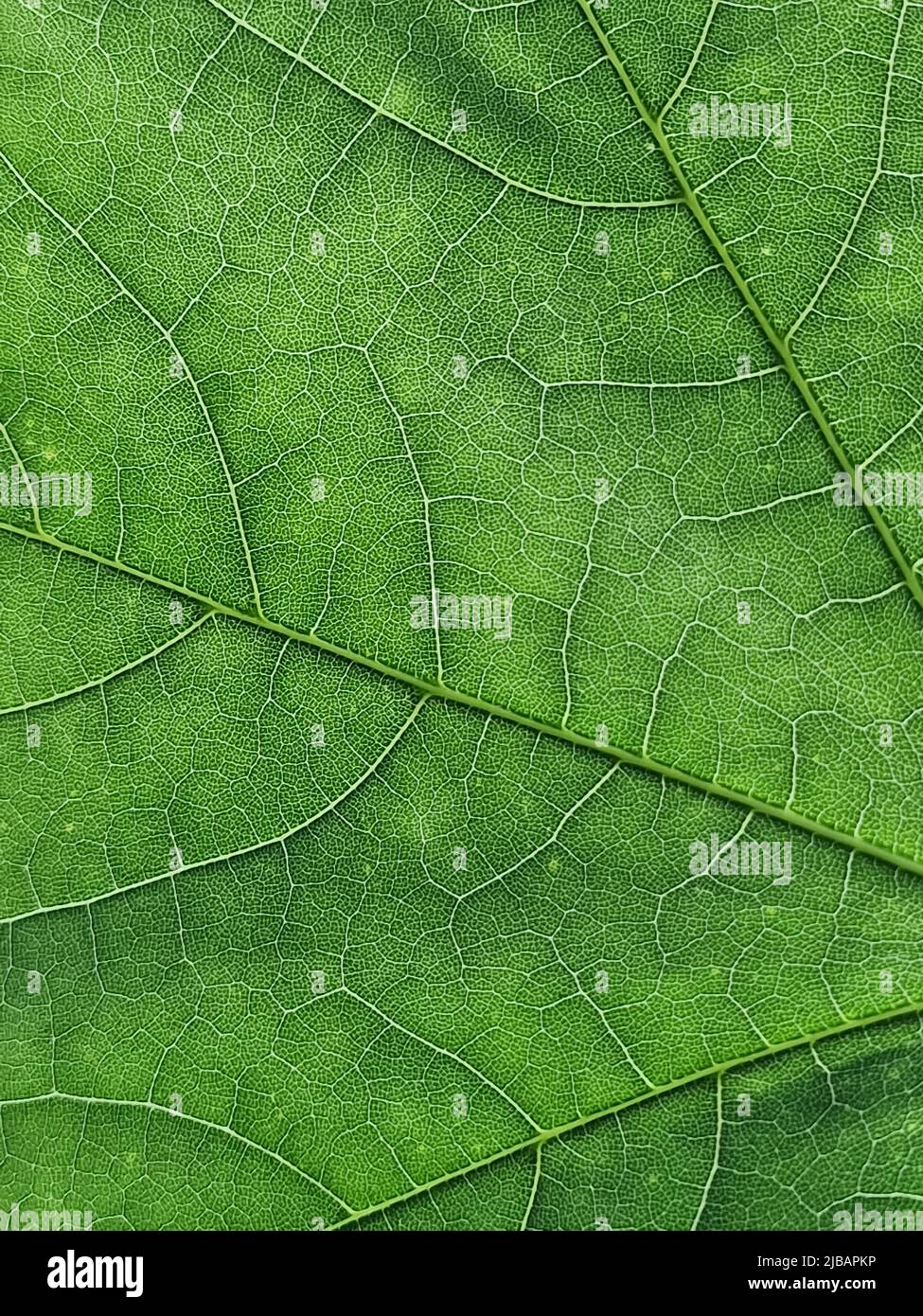 Macro close up of veins structure and internal patterns of green maple ...