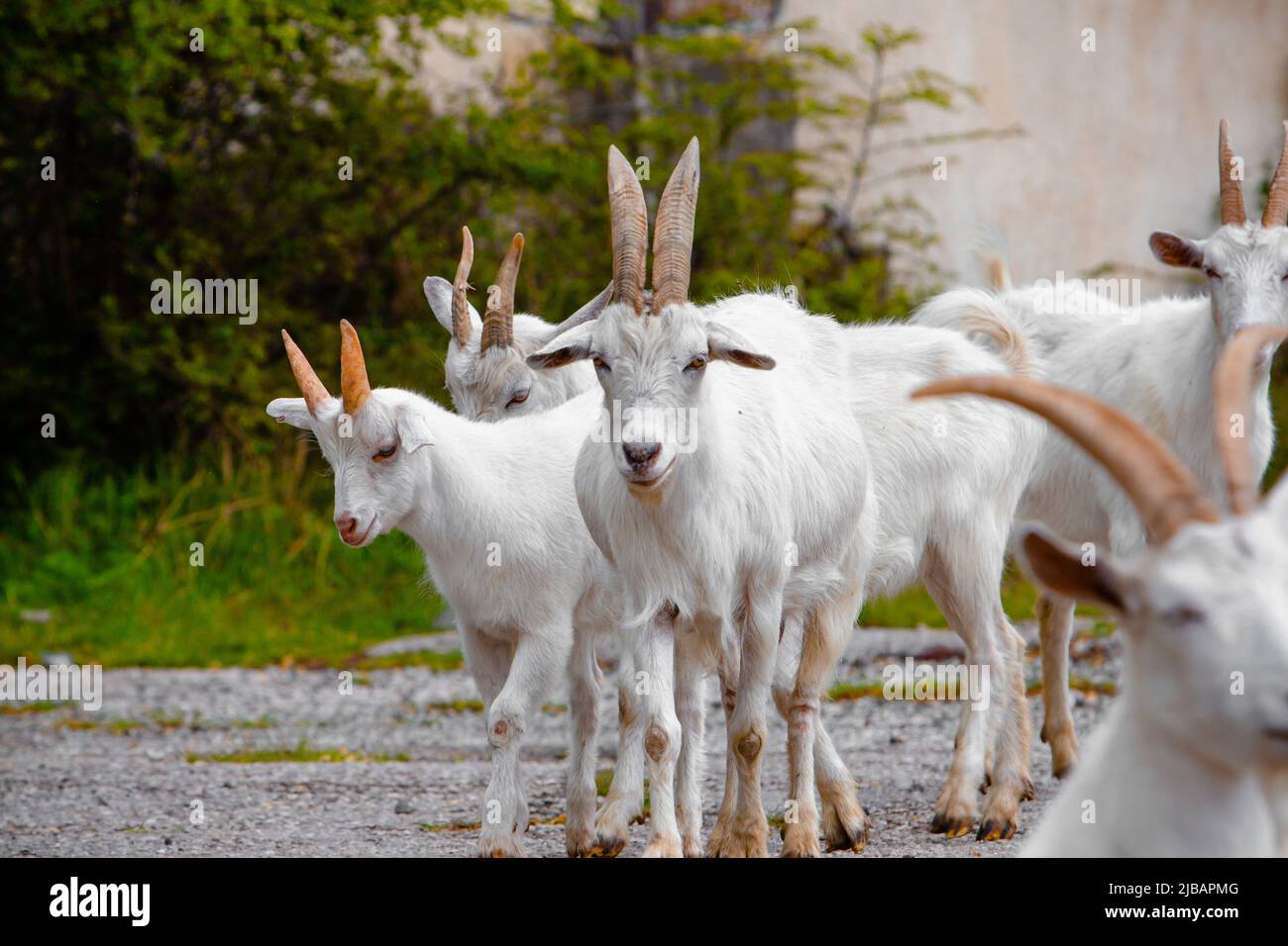 Portrait goat on road hi-res stock photography and images - Alamy