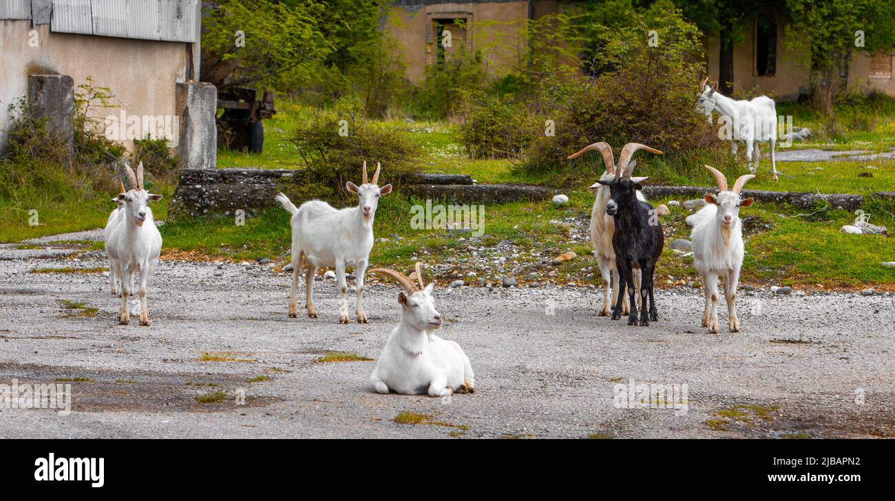 Lots of goats hi-res stock photography and images - Alamy