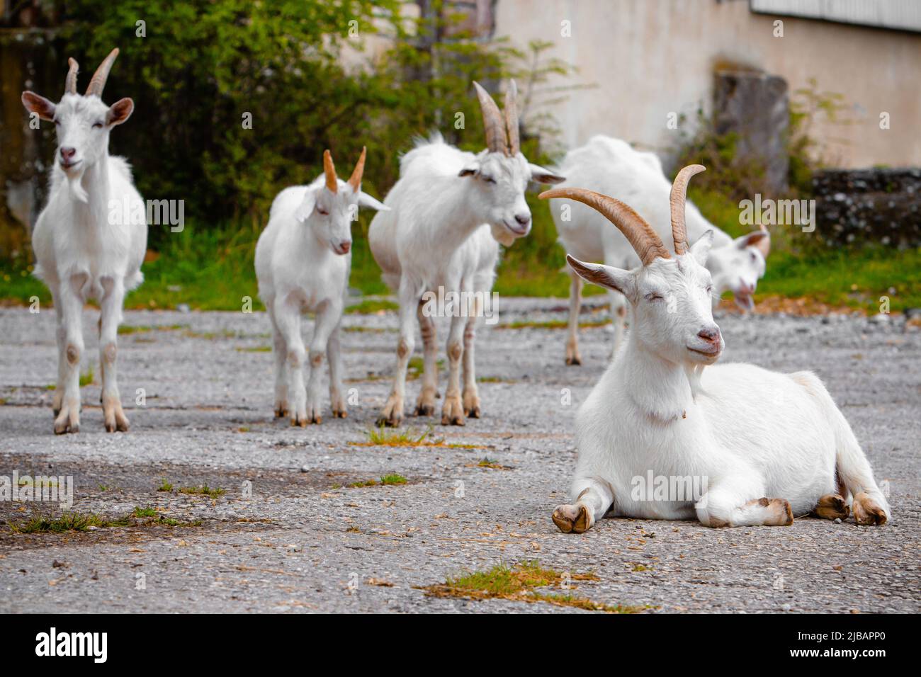 Portrait goat on road hi-res stock photography and images - Alamy