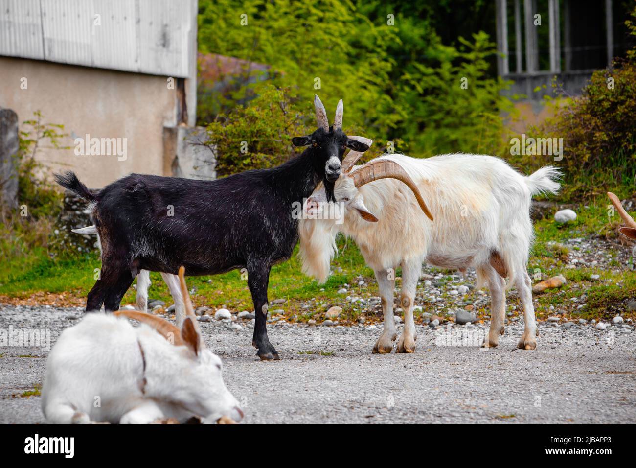 White mountain goat big hi-res stock photography and images - Alamy
