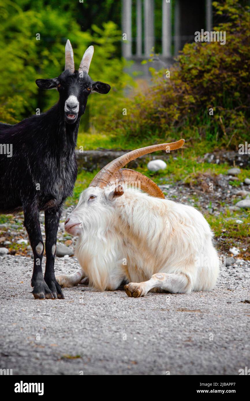 Big horn goat hi-res stock photography and images - Alamy