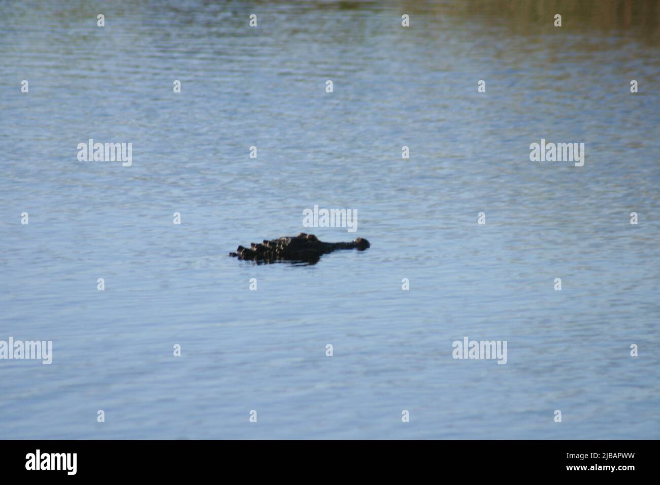 Lake Shelby Wetlands in Gulf Shores, Alabama, USA at Gulf Shores State ...