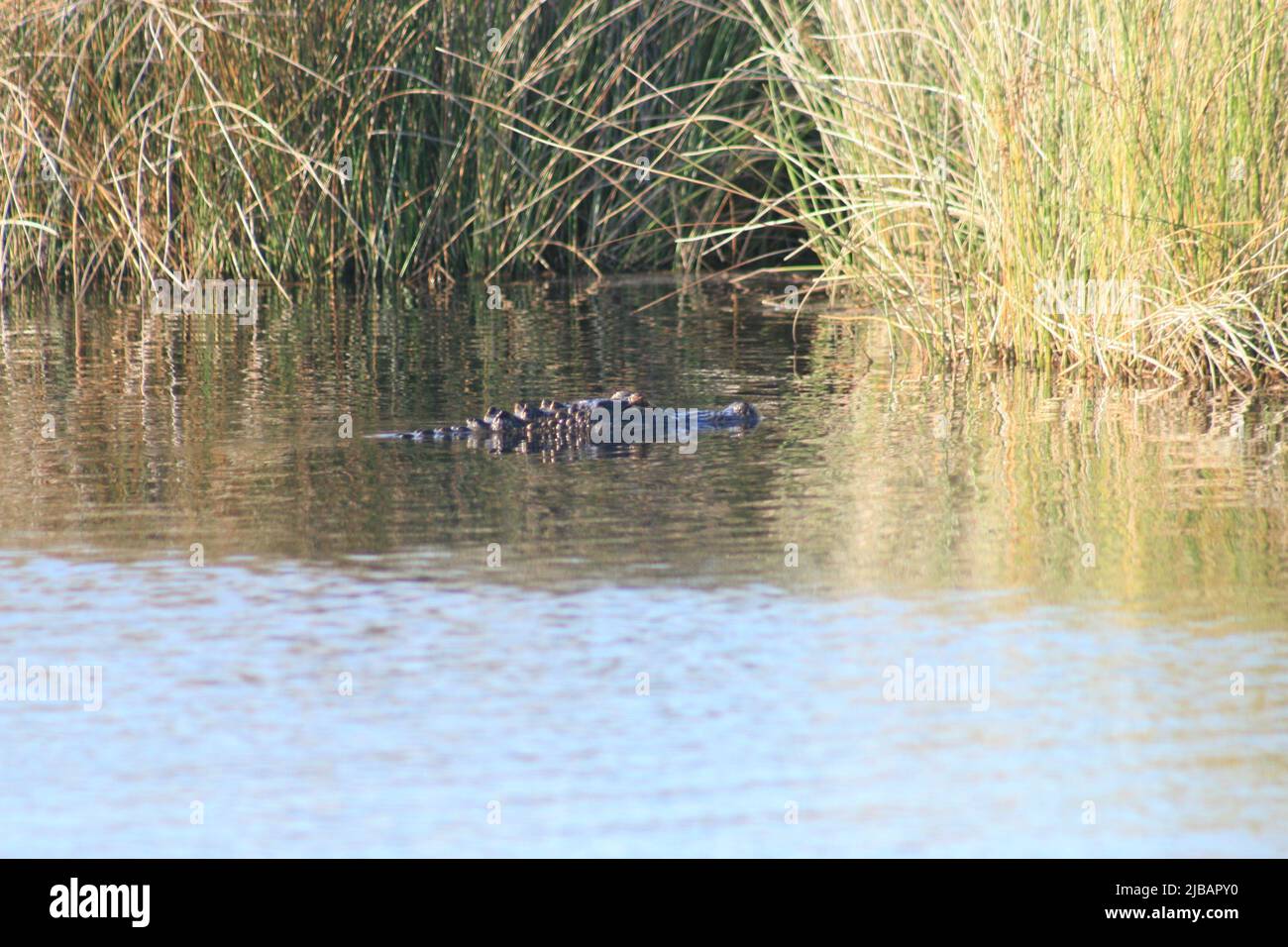 Lake Shelby Wetlands in Gulf Shores, Alabama, USA at Gulf Shores State ...