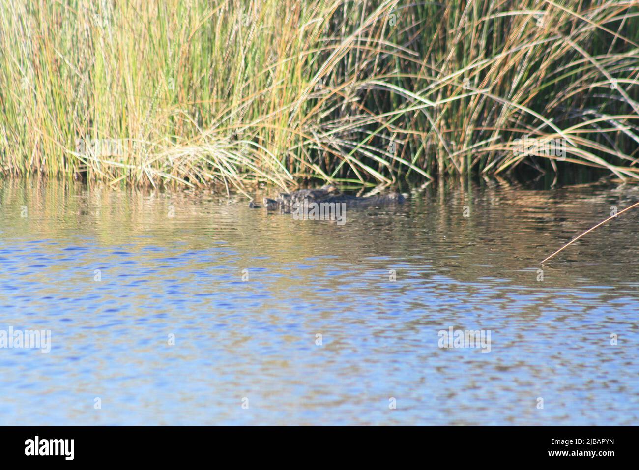 Lake Shelby Wetlands in Gulf Shores, Alabama, USA at Gulf Shores State ...