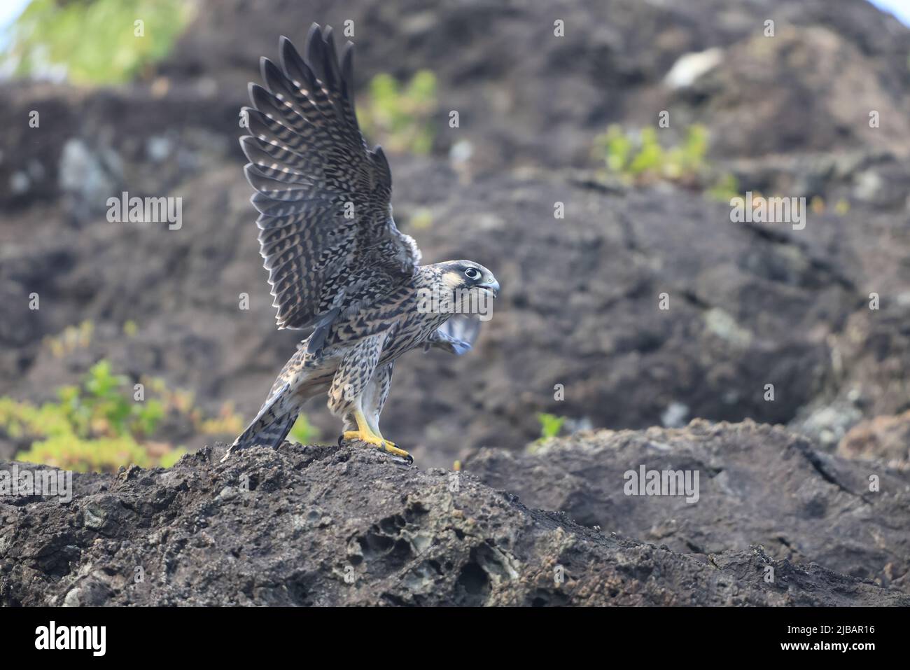 Peregrine Falcon (Falco peregrinus) in Japan Stock Photo - Alamy
