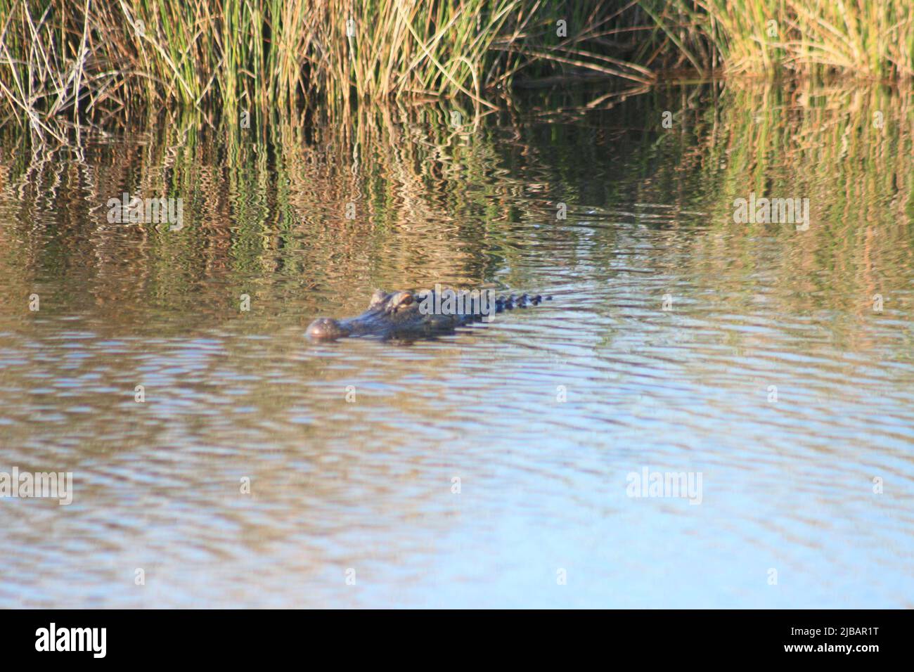 Lake Shelby Wetlands in Gulf Shores, Alabama, USA at Gulf Shores State ...