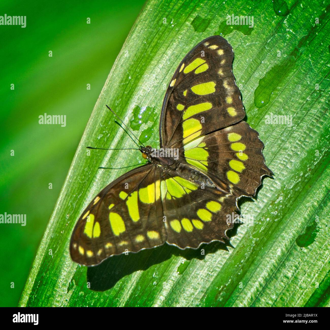 Butterflies up close nature hi-res stock photography and images - Alamy