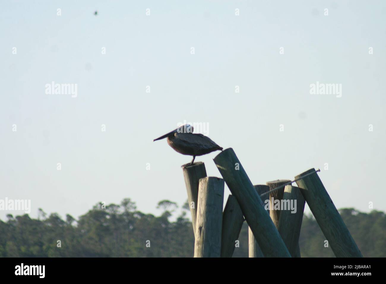 Pelican on a perch in Gulf Shores, Alabama, USA Stock Photo - Alamy