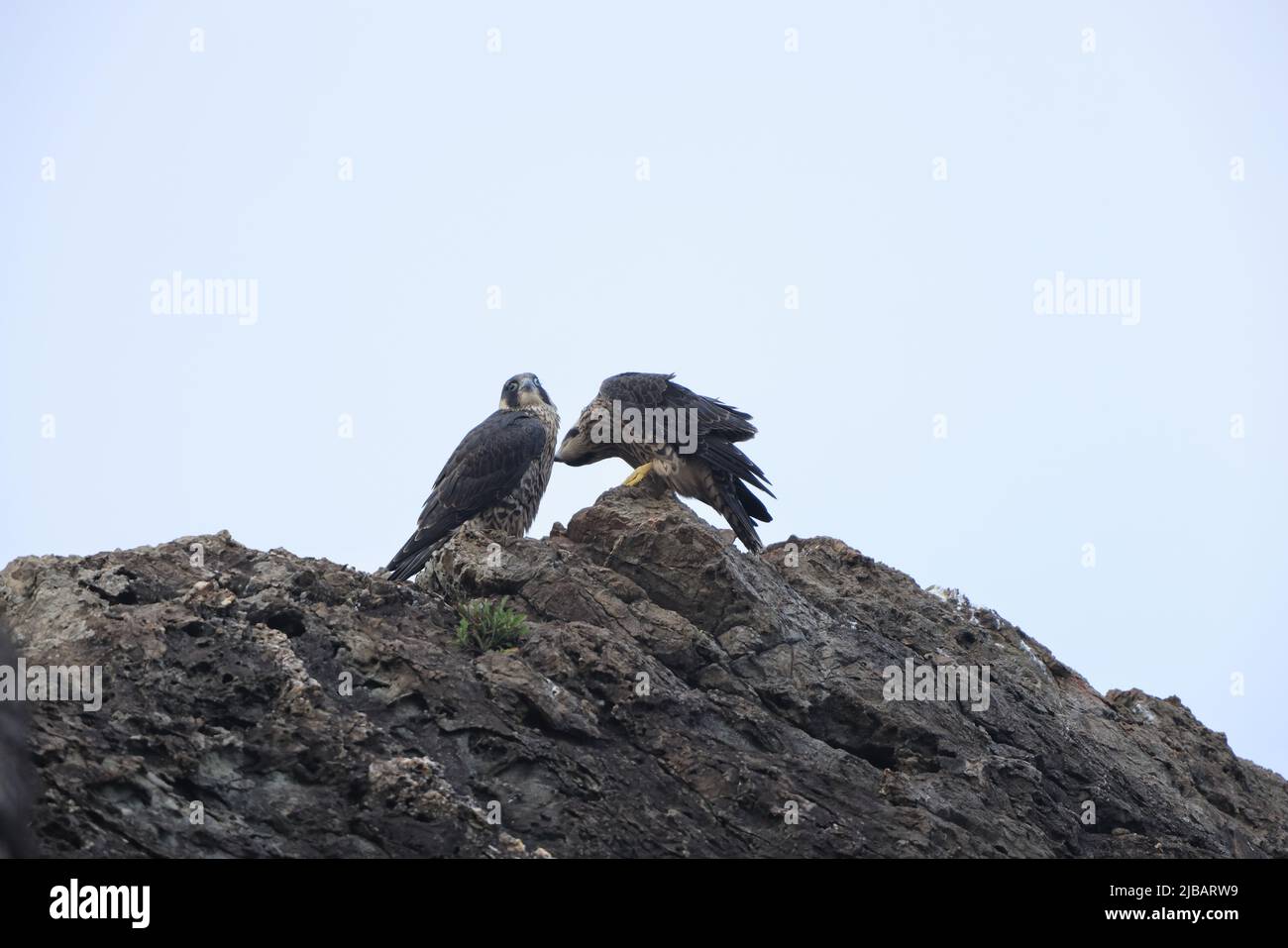 Peregrine Falcon (Falco peregrinus) in Japan Stock Photo - Alamy