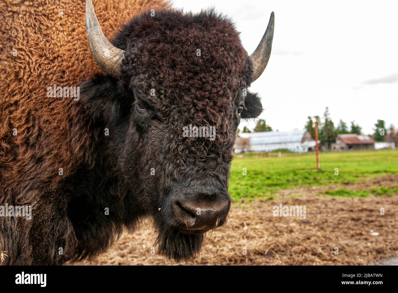 Buffalo eyes close up hi-res stock photography and images - Alamy