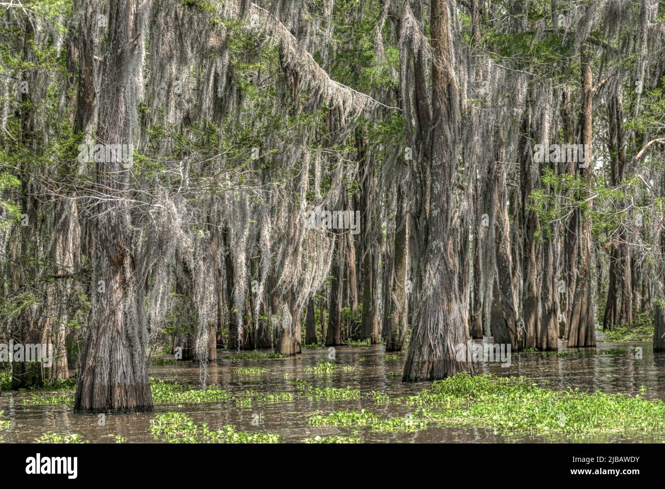 Atchafalaya Swamp in Louisiana Stock Photo - Alamy