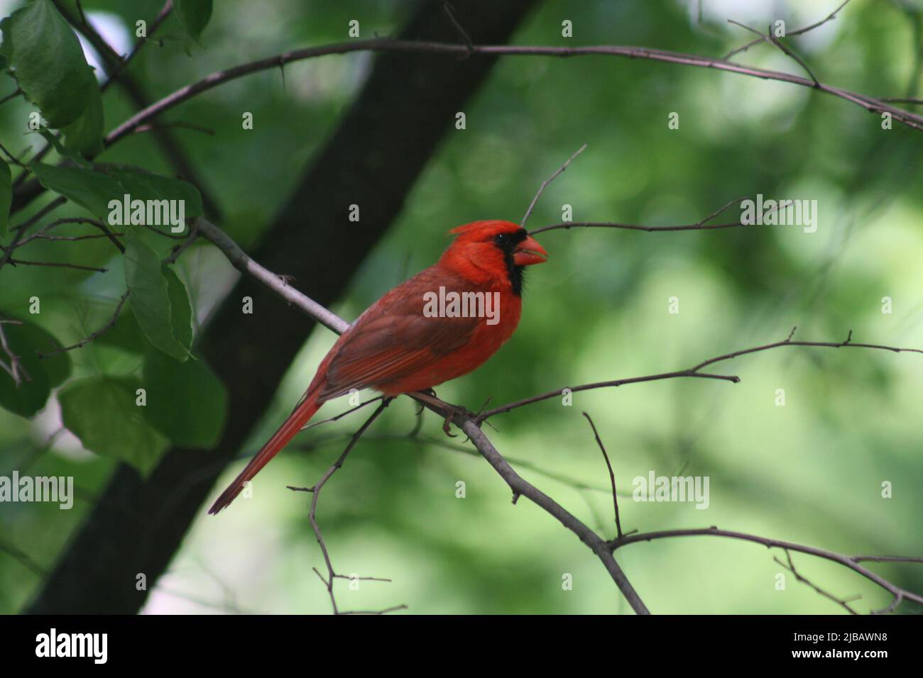 Cardinal on a perch in Forest Park-St. Louis , Missouri, USA Stock ...