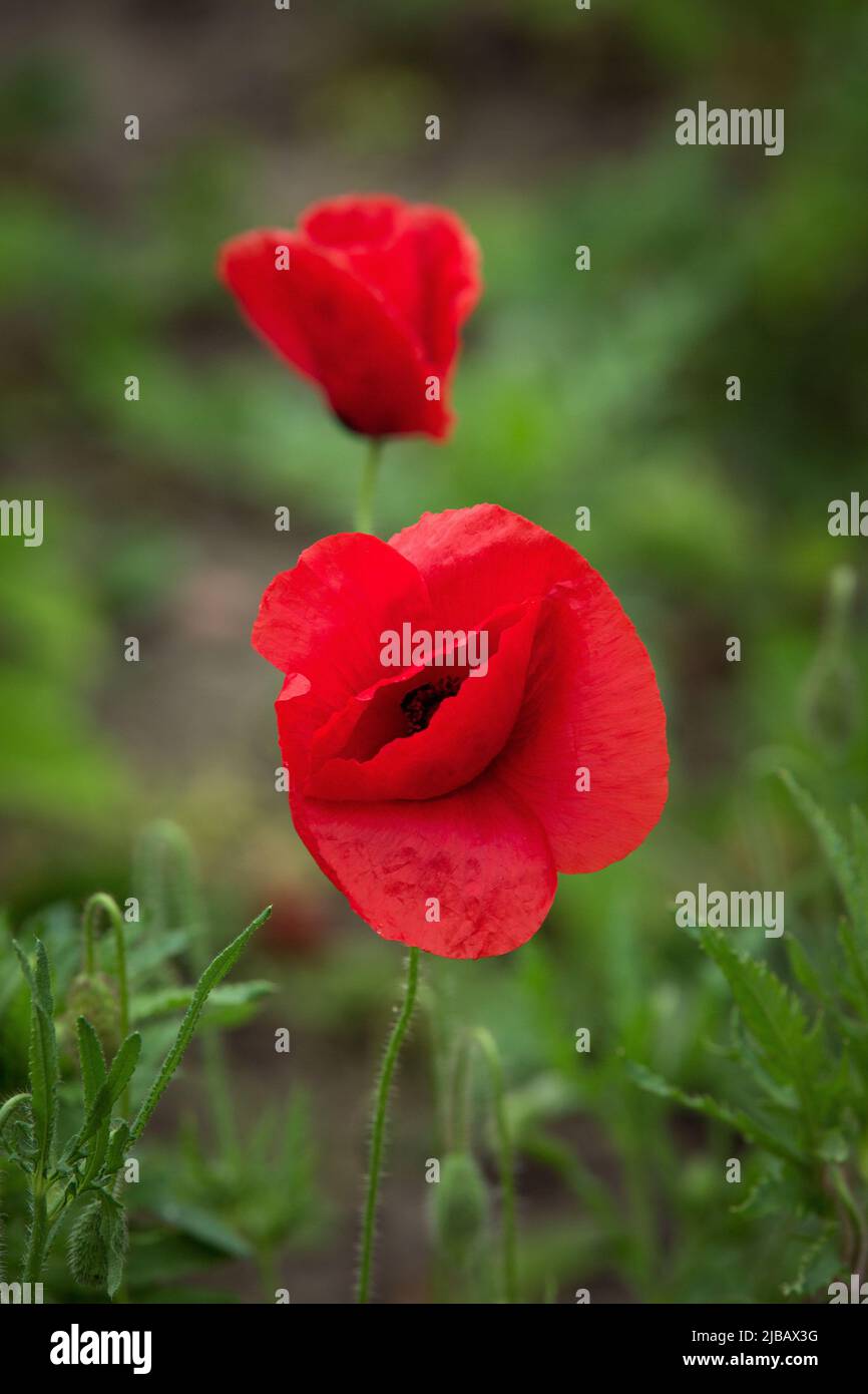 Red blossom of common poppy, close up. Wild flower head of Papaver ...