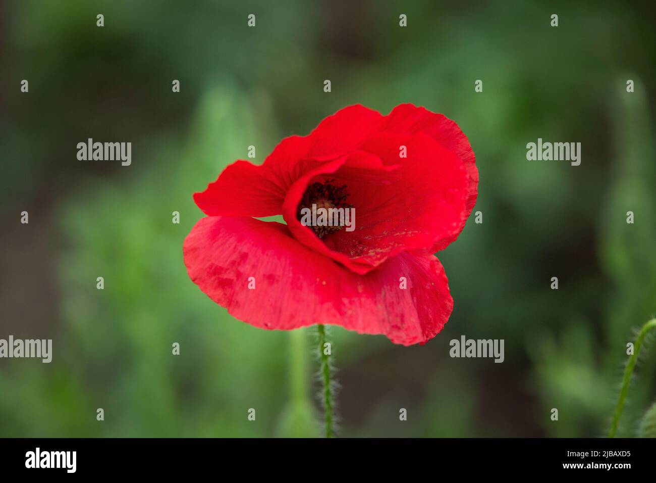 Red blossom of common poppy, close up. Wild flower head of Papaver ...
