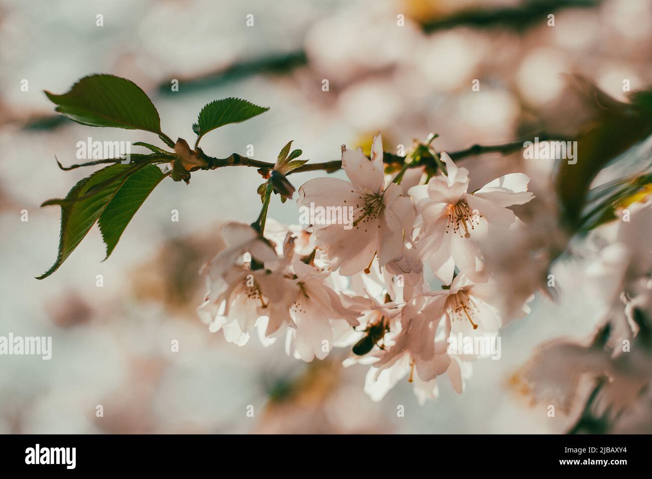 Selective focus of beautiful branches of pink Cherry blossoms on the ...