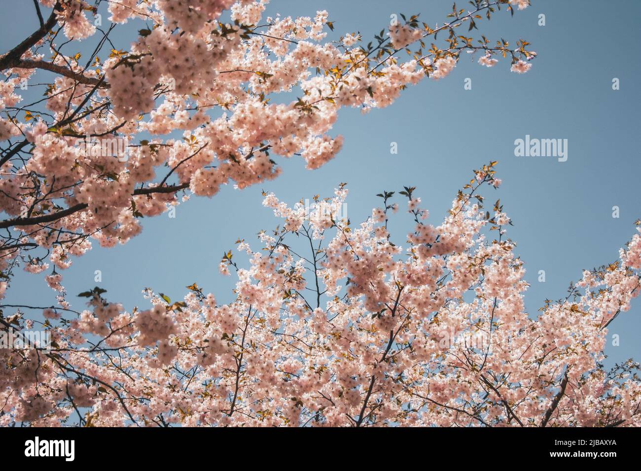 Selective focus of beautiful branches of pink Cherry blossoms on the ...
