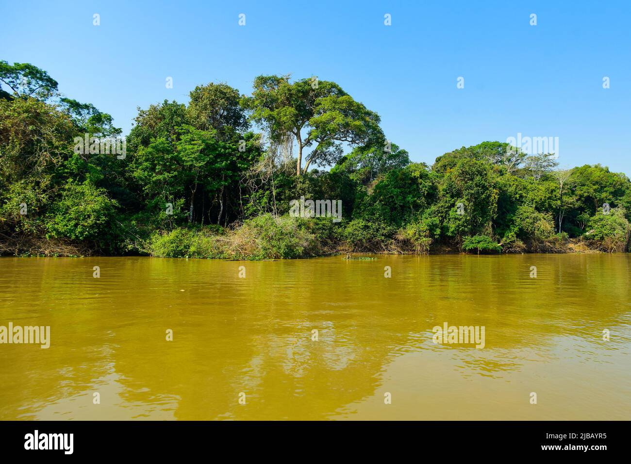Cuiabá river landscape, Pantanal Forest , Mato grosso, Brazil Stock ...