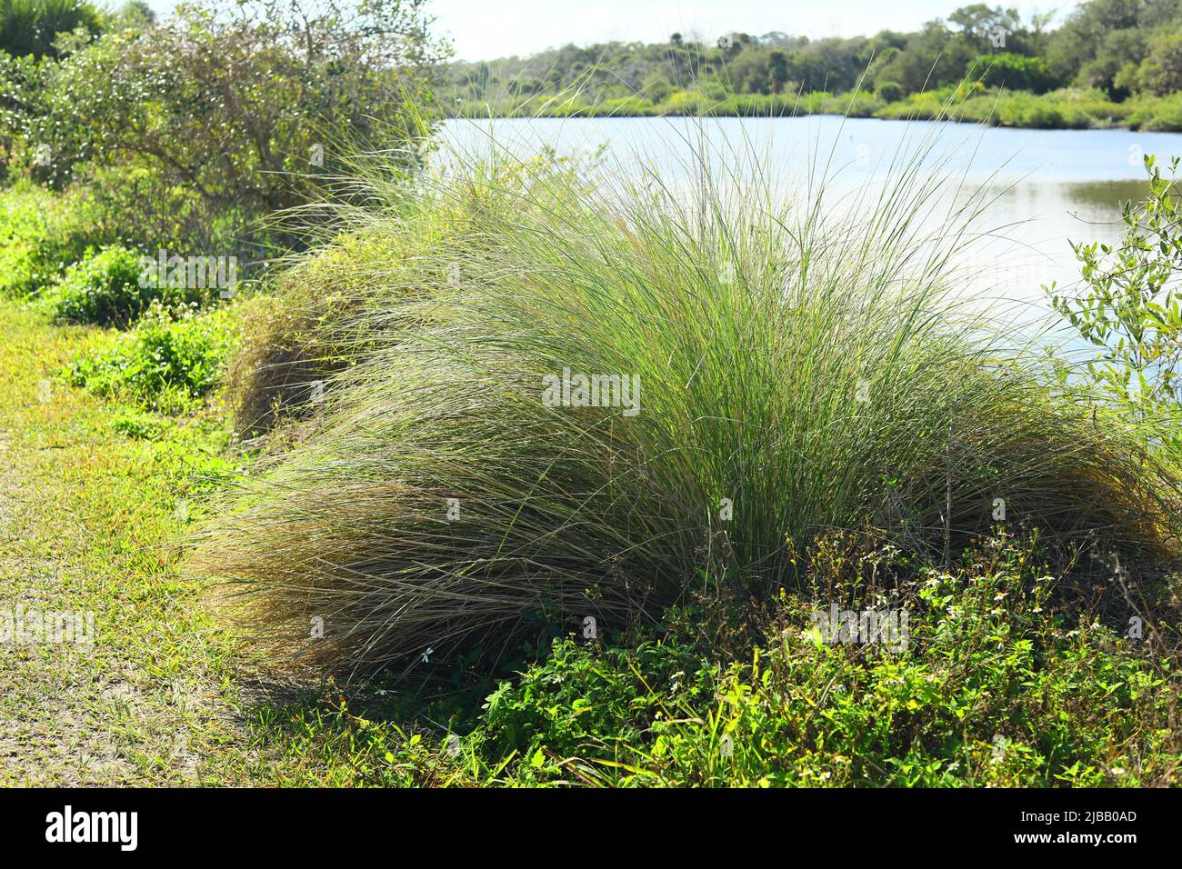 Florida wetlands are mangroves, sawgrass marshes and pine flatwoods ...
