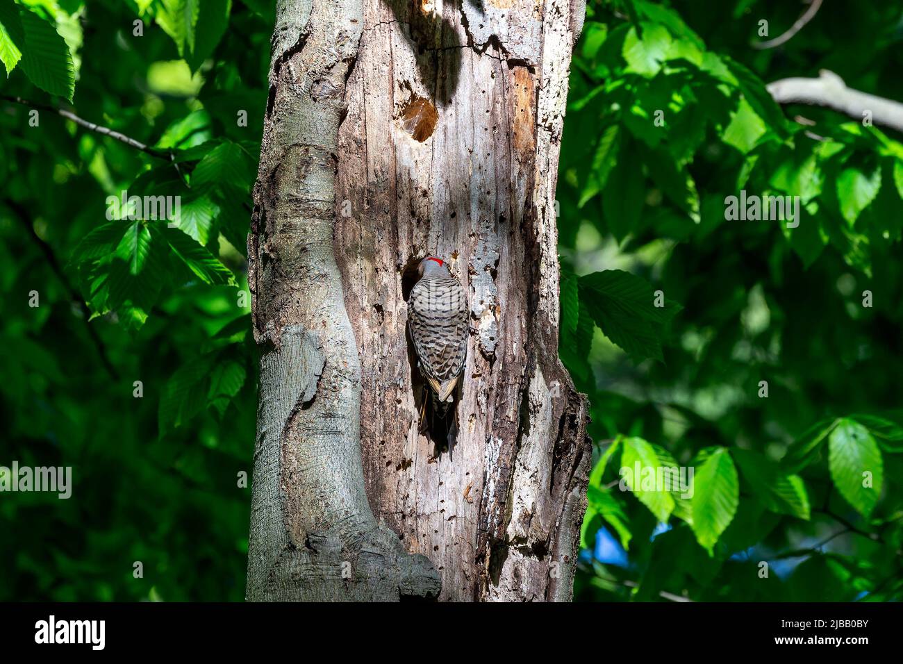 Northern flicker wing feathers High Resolution Stock Photography and ...