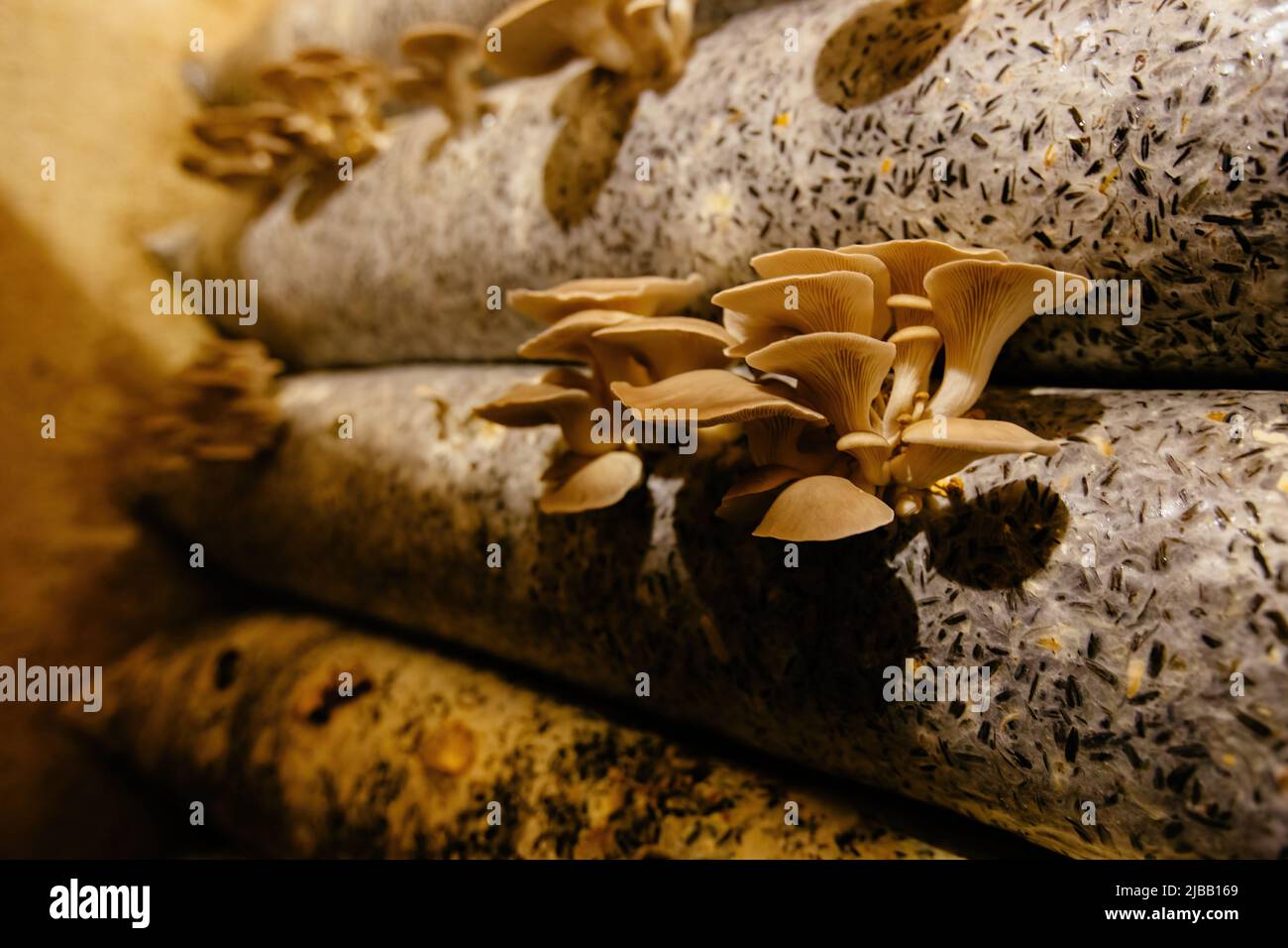 Oyster mushroom cultivation growing in farm on oil cake substrate Stock ...