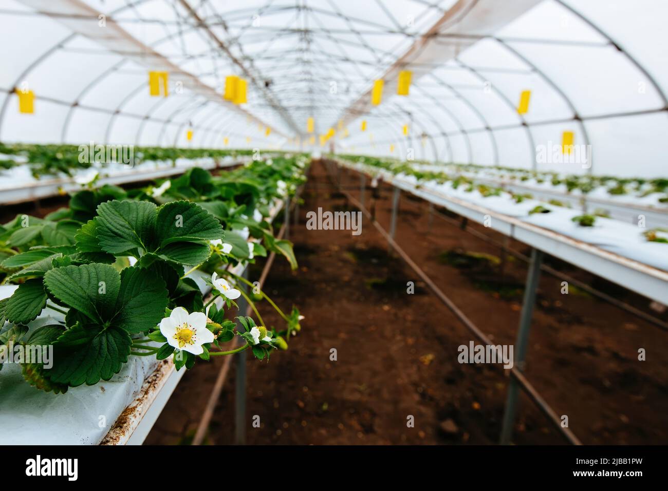 Growing of strawberries in a modern greenhouse Stock Photo - Alamy