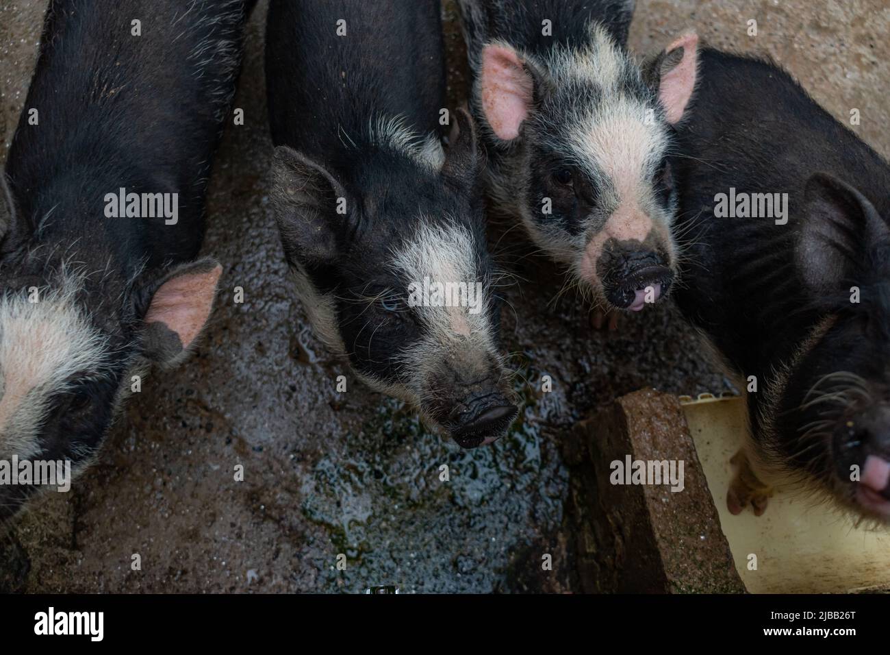 close-up view of mini pig farm in colombia Stock Photo - Alamy