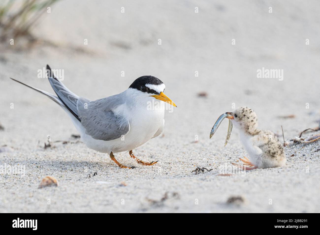 An adult Least tern teaches it's young chick how to eat sand lance. The ...