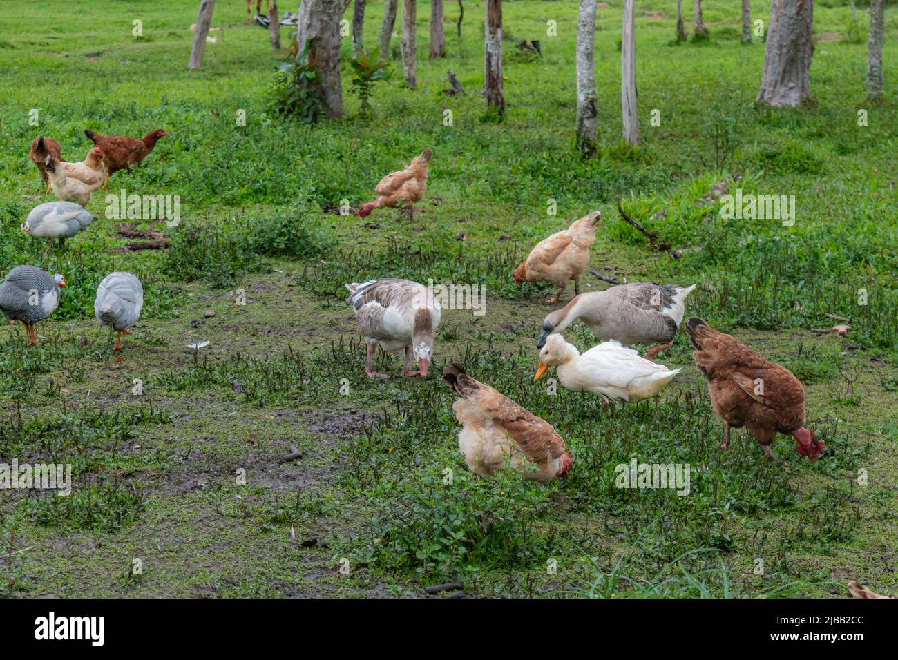 poultry grazing in a green field in a colombian farm Stock Photo - Alamy