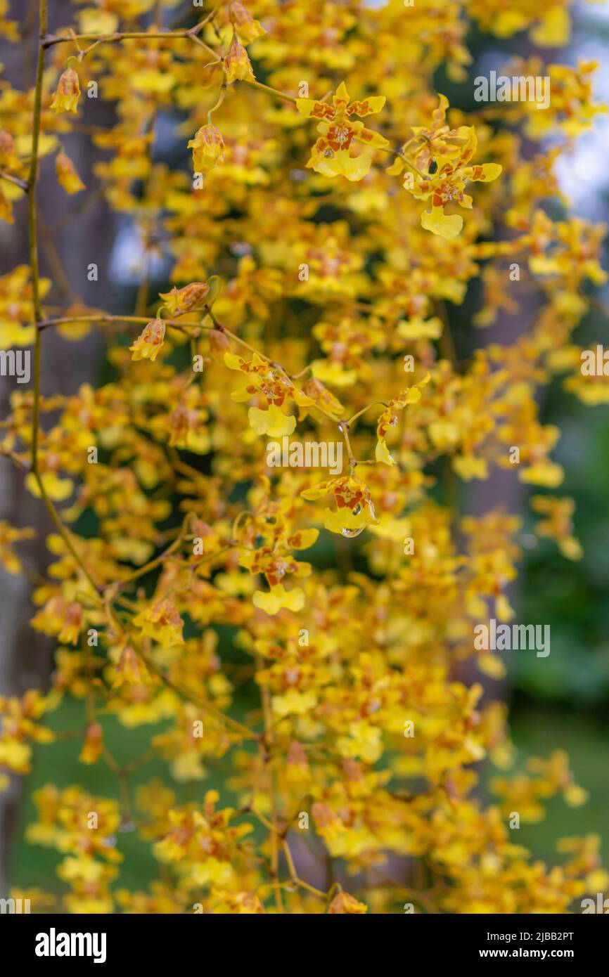 small traditional yellow flowers to decorate in holy week Stock Photo ...