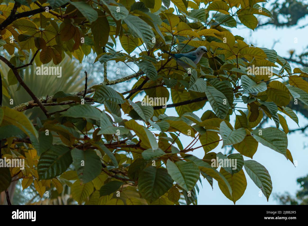 blue bird in the middle of the branches of a tree in colombia Stock ...