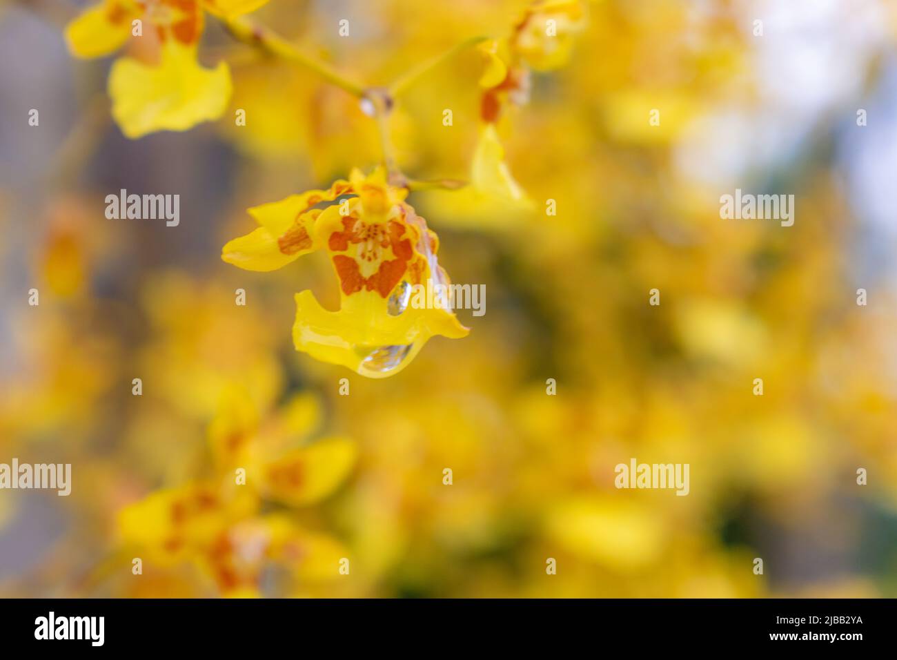 Dead yellow daisy hi-res stock photography and images - Alamy
